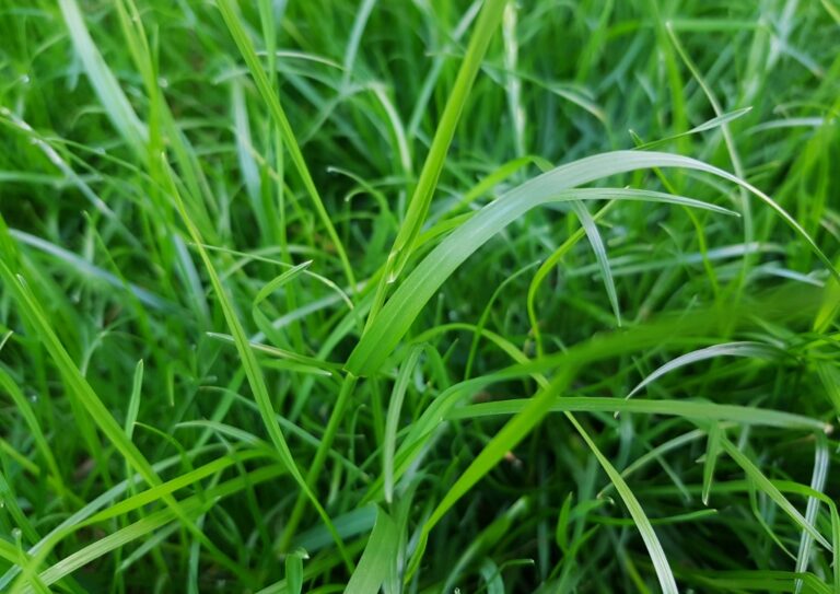 Weidelgras (Raygras / Lolch) - Klimaresistenz, Kultur und Arten | Das ...