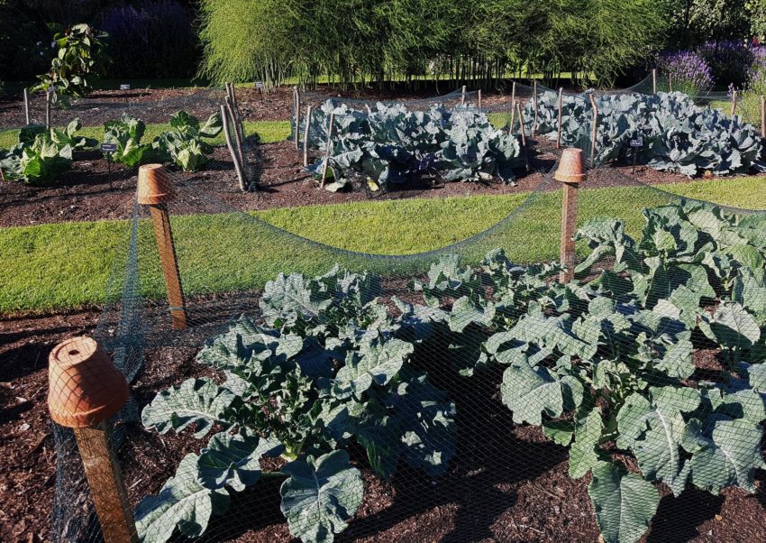 Das Grüne Archiv | Blumenkohl – Standort, Aussaat und Pflege