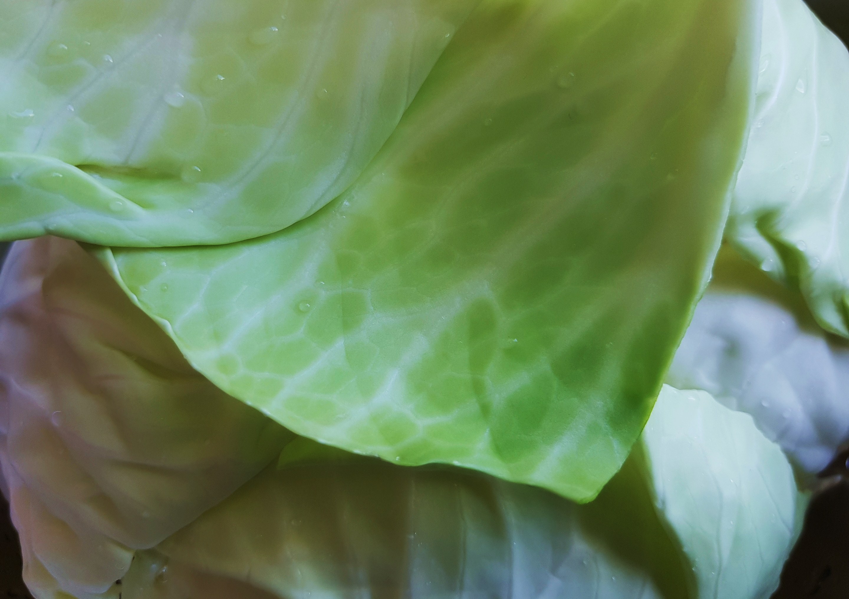 Das Grüne Archiv | Weißkohl - Anbau, Pflege und Ernte