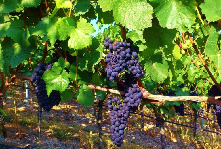 Weintrauben (Weinreben) - Nährwerte, Kultur und Sorten | Das Grüne Archiv