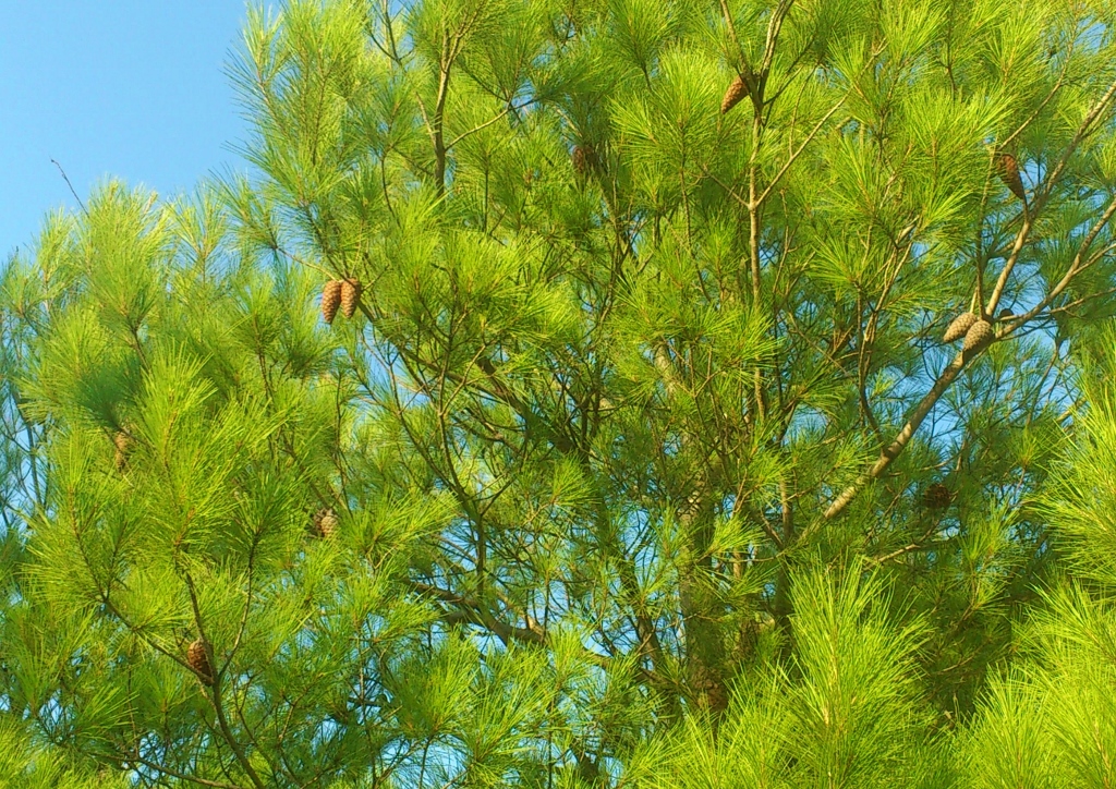 Das Grüne Archiv | Pinie - Standort, Pflege und Schnitt