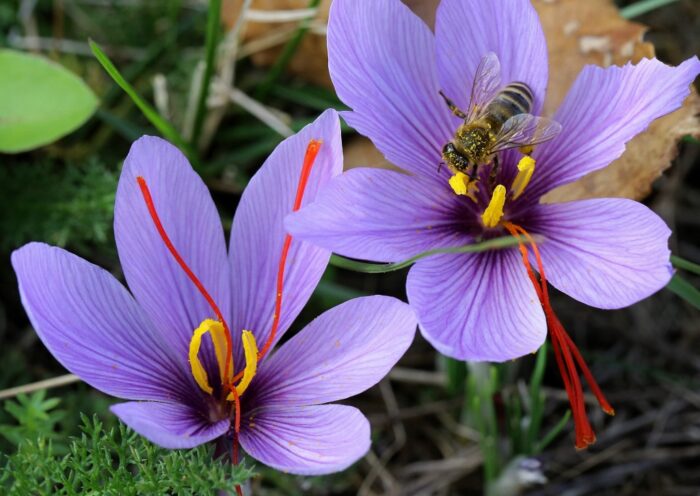 Safran anbauen - Pflanzen, Wirkung und Verwendung | Das Grüne Archiv