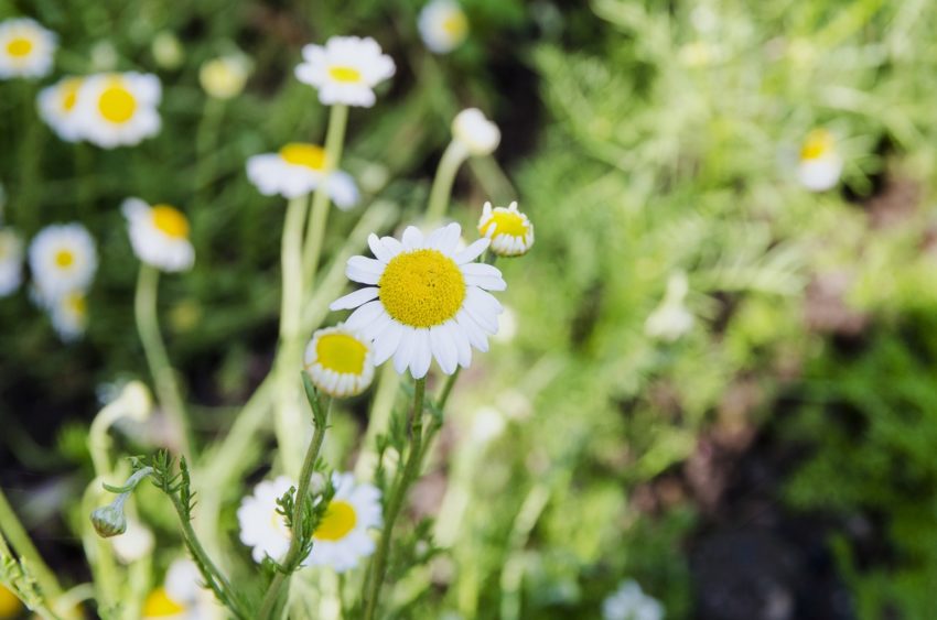 Das Grüne Archiv | Kamille - Wirkung, Kultur und Ernte
