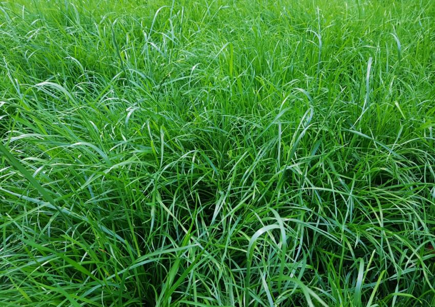 Weidelgras (Raygras / Lolch) - Klimaresistenz, Kultur und Arten | Das ...