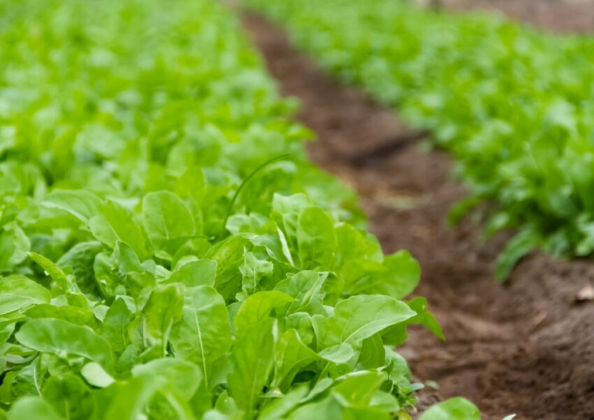 Rucola pflanzen - Wirkung, Anbau und Arten der Rauke | Das Grüne Archiv