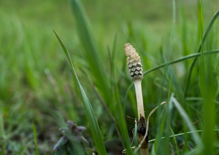 Ackerschachtelhalm (Zinnkraut) pflanzen - Wirkung, Anwendung und Kultur | Das Grüne Archiv