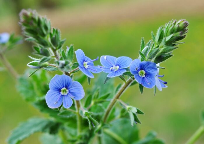 Ehrenpreis pflanzen - Wirkung, Kultur und Arten | Das Grüne Archiv