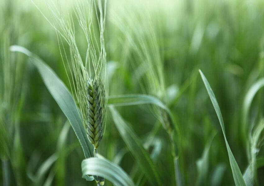 Gerstengrassaft als Superfood - Wirkung und Inhaltsstoffe | Das Grüne ...
