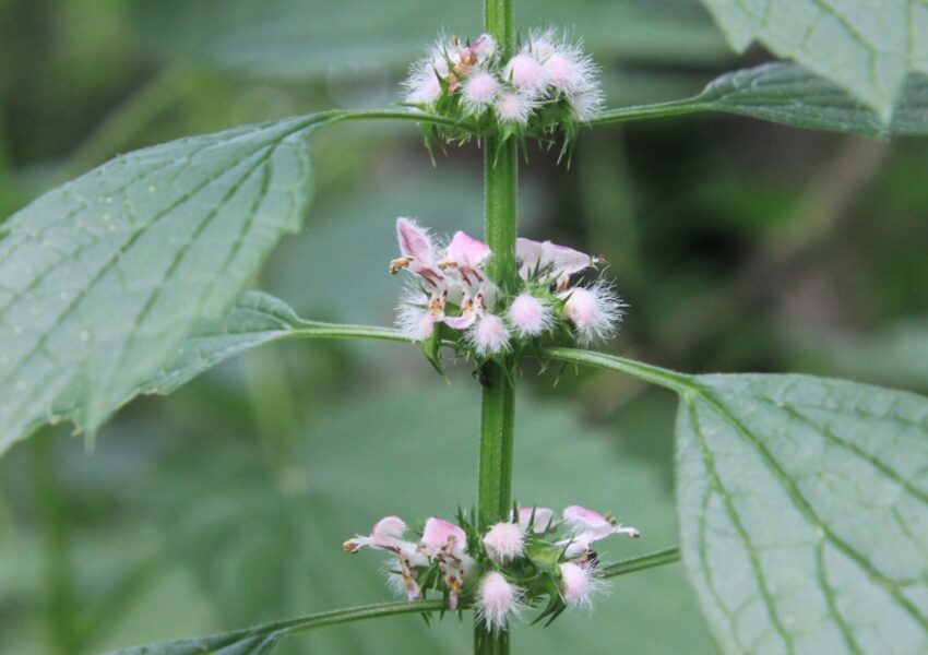 Herzgespann pflanzen - Wirkung, Anwendung und Kultur | Das Grüne Archiv