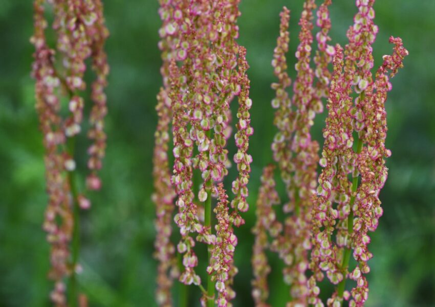 Sauerampfer (Ampfer) pflanzen - Wirkung, Arten und Kultur | Das Grüne ...