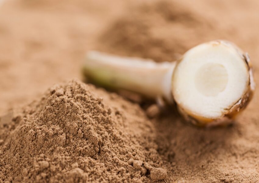 Galgant - Wirkung, Anwendung und Kultur | Das Grüne Archiv