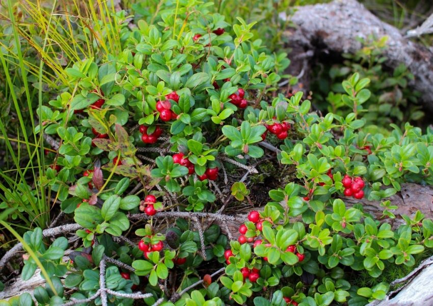 Preiselbeeren als Superfood - Wirkung und Kultur | Das Grüne Archiv