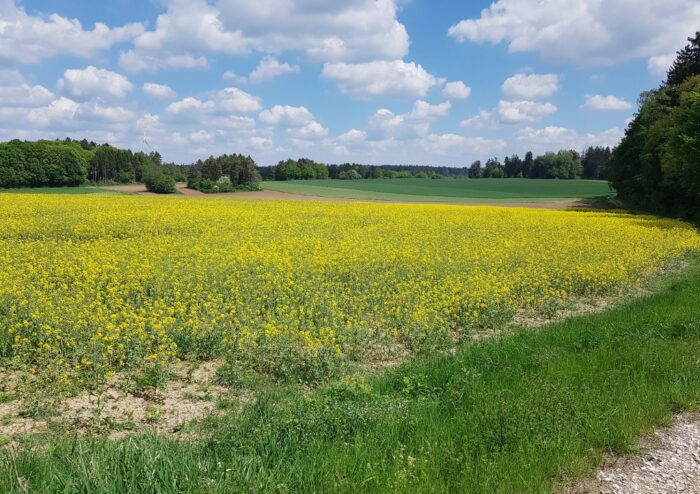 Raps anbauen - Eine ökologisch rundum wertvolle Nutzpflanze | Das Grüne ...