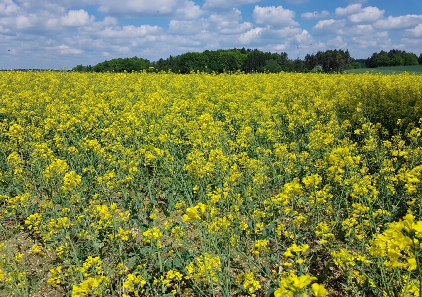 Raps anbauen - Eine ökologisch rundum wertvolle Nutzpflanze | Das Grüne ...