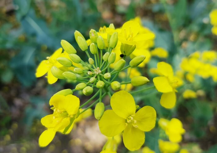 Raps anbauen - Eine ökologisch rundum wertvolle Nutzpflanze | Das Grüne ...