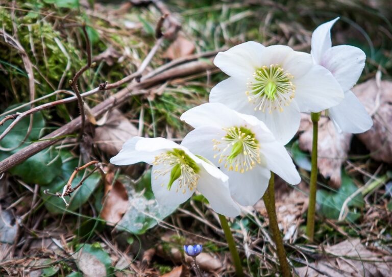 Christrose - Pflanzung, Pflege und Sorten | Das Grüne Archiv