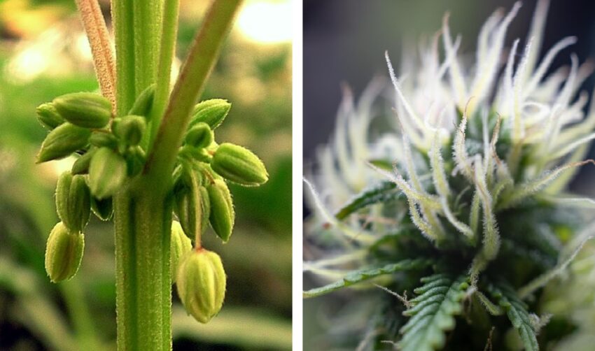 Hanf anbauen - Standort, Pflege und Nutzung | Das Grüne Archiv